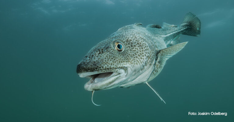 Deep dive: The inflows that shape the Baltic Sea - BalticWaters