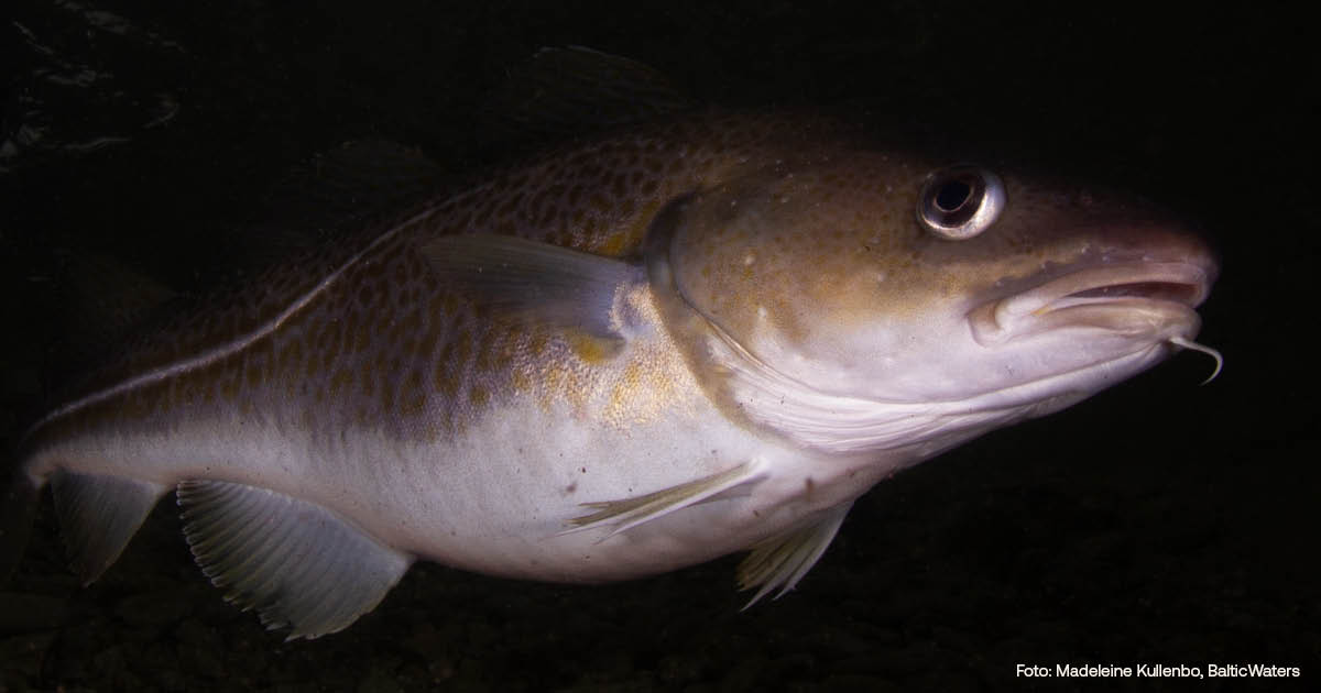 Progress in animal welfare - fish are sentient beings - BalticWaters