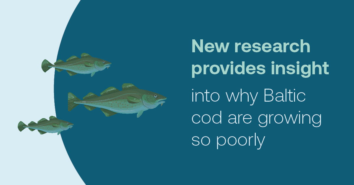 New research provides insight into why Baltic cod are growing so poorly ...