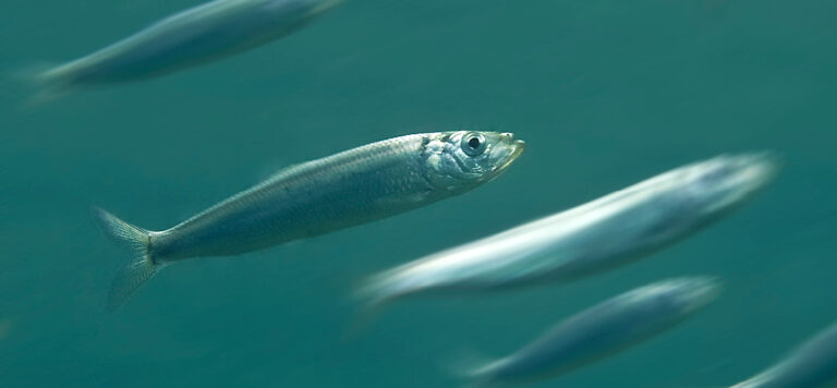Baltic herring - BalticWaters